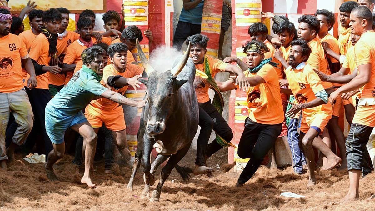 Jallikattu: क्यों खेला जाता है ये जानलेवा खेल जिसपर छिड़ा है विवाद ...