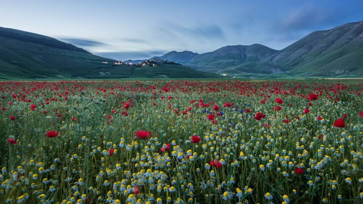 Flower Valley Guide: 'वैली ऑफ फ्लावर्स' जाने का बना रहे हैं मन, तो यहां ...