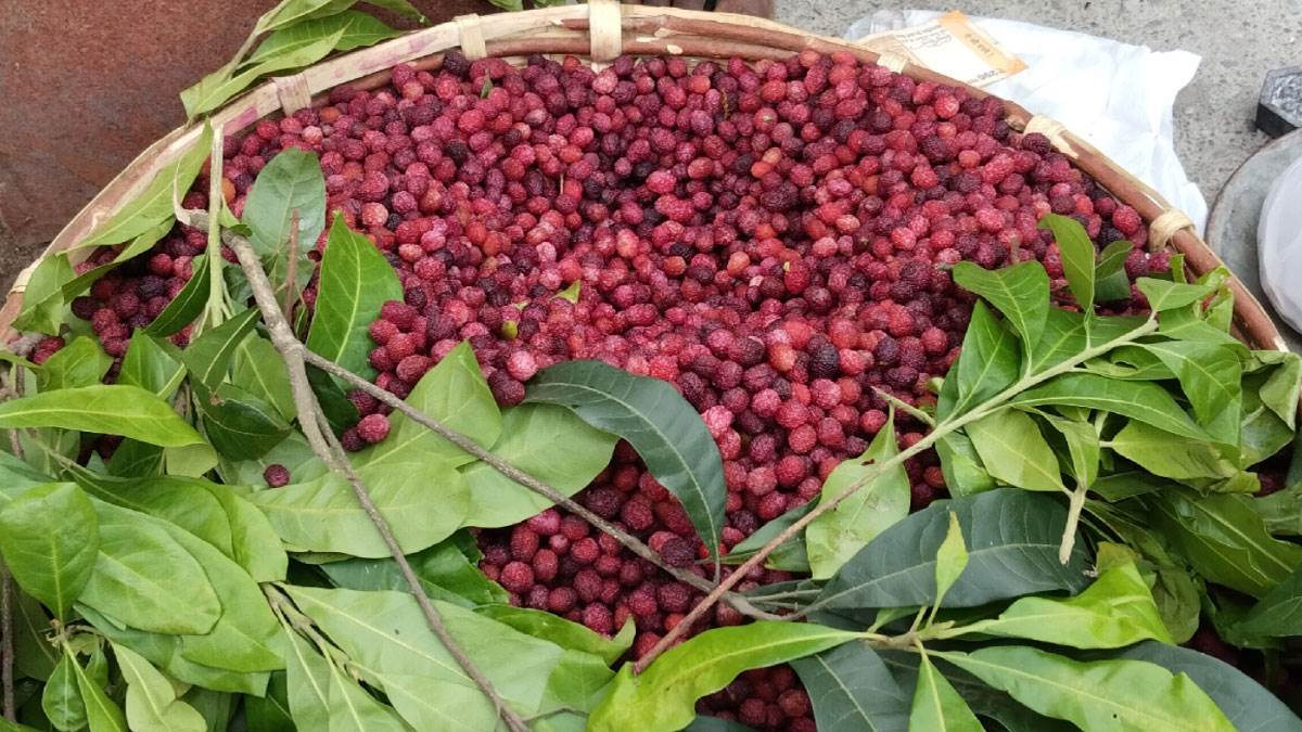 फुटपाथ पर बिक रहे Kafal के आगे फलों का राजा 'आम', बिक रहा 350-400 रुपये ...