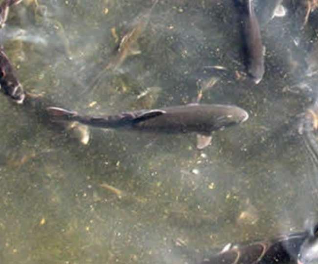 हुडा के मुख्य जलघर से गायब हो गईं मछलियां, खरीदफरोख्‍त का पर्दाफाश ...