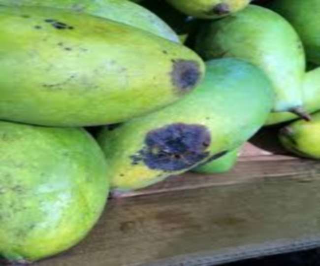 दशहरी आम के शौकीनों को लगा झटका Black Mold ने छीन लिया स्‍वाद और रंगत ...