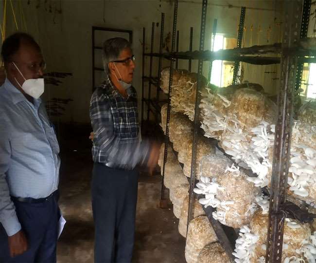 BAU ने मशरूम स्‍पान रन बैग के अवशेष से बनाया कम्‍पोस्‍ट ओल-अदरक की खेती ...