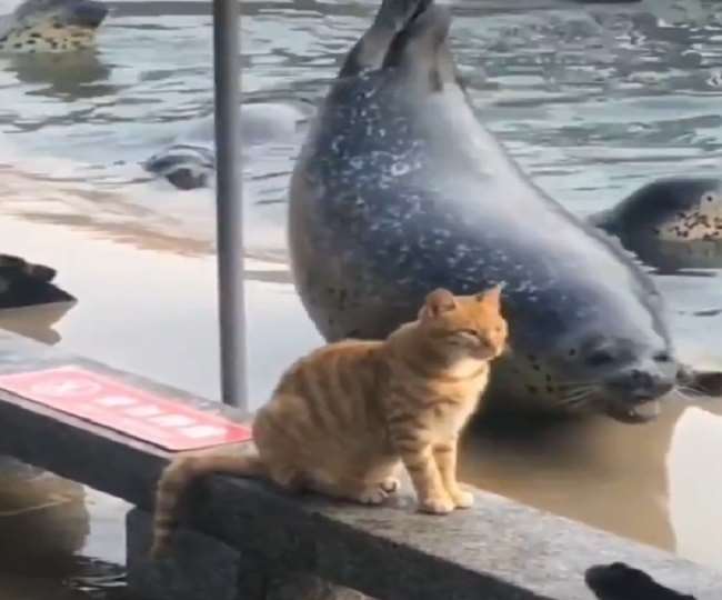 'ट्विंकल ट्विंकल लिटिल स्टार' के बाद अब सील मछली ने की महिला से बातचीत ...