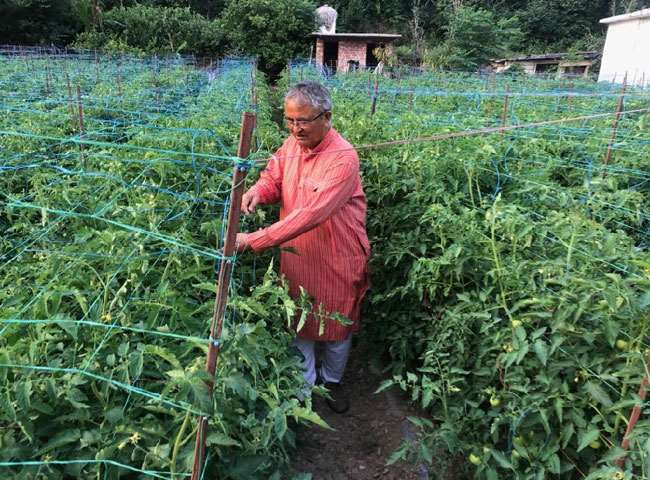 यहां टमाटर की खेती को नहीं काटे जंगल के पेड़, पाइप और रस्सियों का किया ...