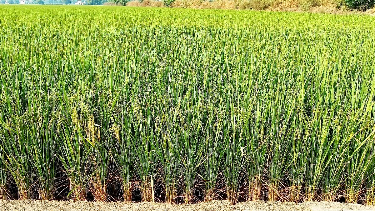 Punjab News: किसानों को नहीं रास आई धान की सीधी बिजाई, नहीं मिला 1500 ...