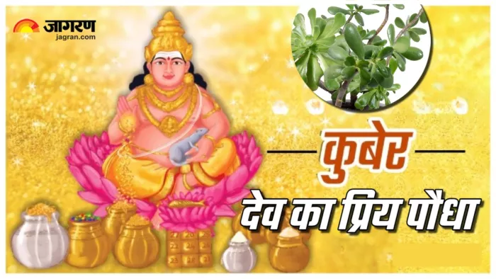Kuber Dev favorite plant: घर में जरूर लगाएं ये पौधा, जमकर बरसेगी कुबेर ...