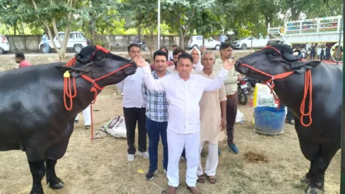 इतने करोड़ में तो मर्सिडीज और फरारी आ जाती... 'विधायक' भैंसा बना ...