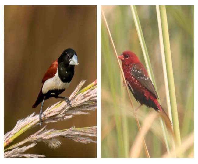 Bird Counting in Agra: आगरा में सजा है रंग बिरंगा संसार, पहली बार देखी ...