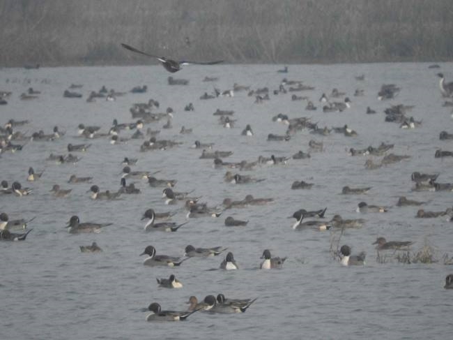 विदेशी पक्षियों की चहचहाट से सांडी पक्षी विहार होने लगा गुलजार - sandi ...