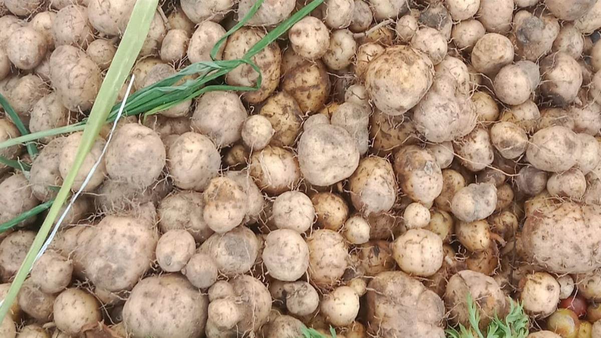 छठ ने तो न बिकने वाले फल को भी बाजार में इज्जत दिला दी, 250 रुपये किलो ...