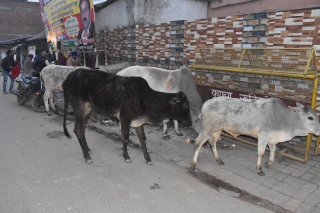 किसान परेशान, प्रशासन हैरान, आफत में गोवंश की जान - Farmers upset ...