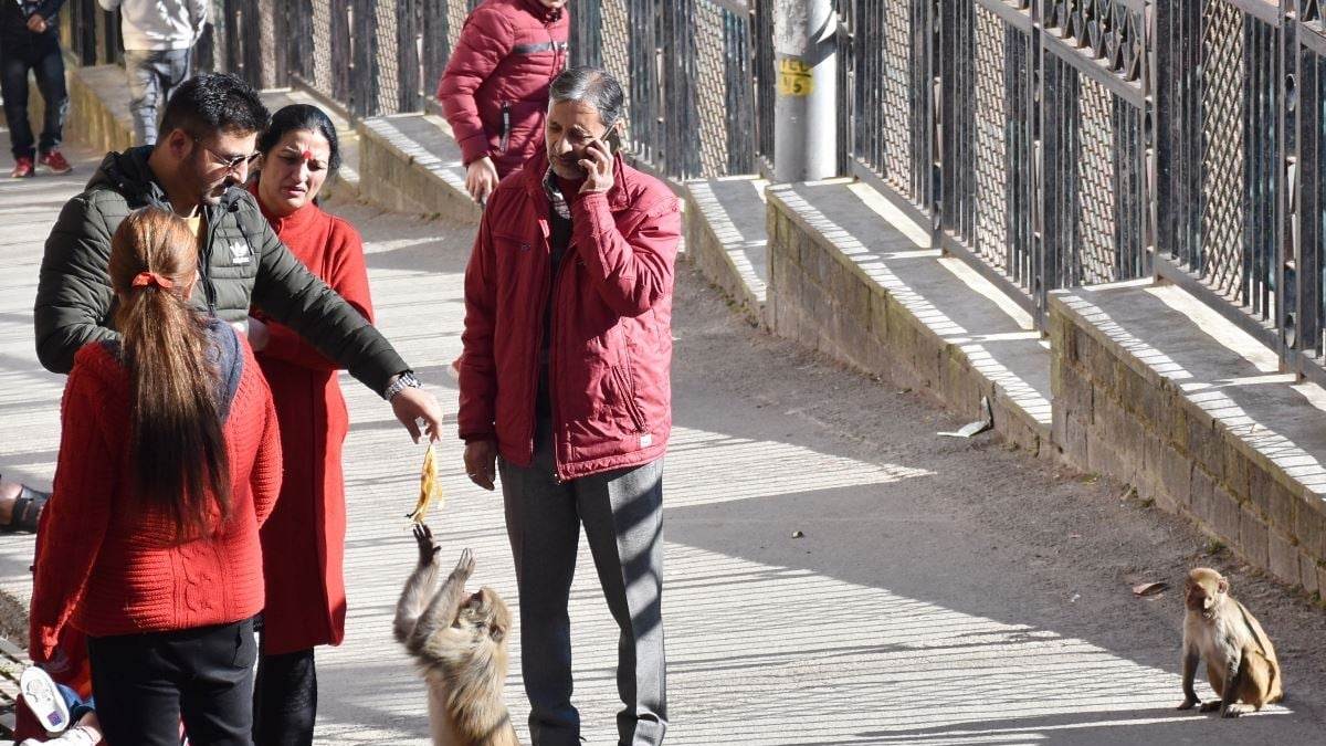 Shimla News: आइसक्रीम और बर्गर के शौकीन शिमला के बंदर, लोगों से झपट रहे ...