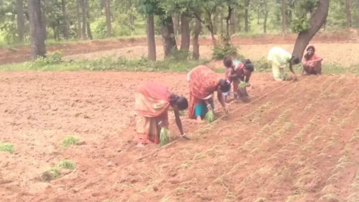 Jharkhand News: मडुवा की खेती ने किसानों को बनाया स्वावलंबी, सेहत के ...