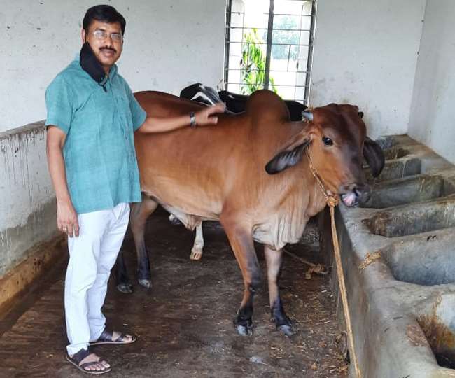 संकट में गौशाला, पशुधन के भूखे रहने की आ सकती नौबत, जानिए वजह ...