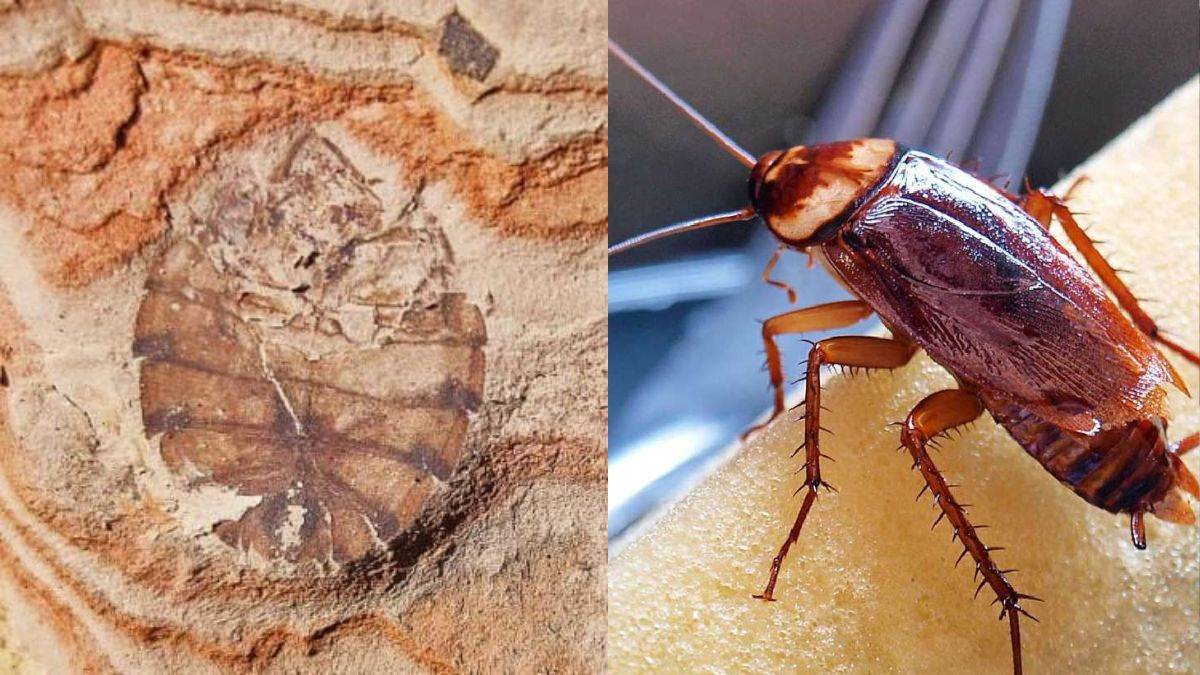 Cockroach Fossil: राजस्थान के बीकानेर में खोजे गए कॉकरोच के पांच करोड़ ...