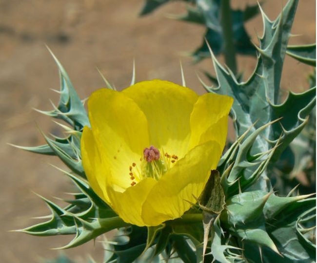 दाद, खाज और खुजली से राहत दिला सकता है कांटों से भरा यह पौधा, जानें ...