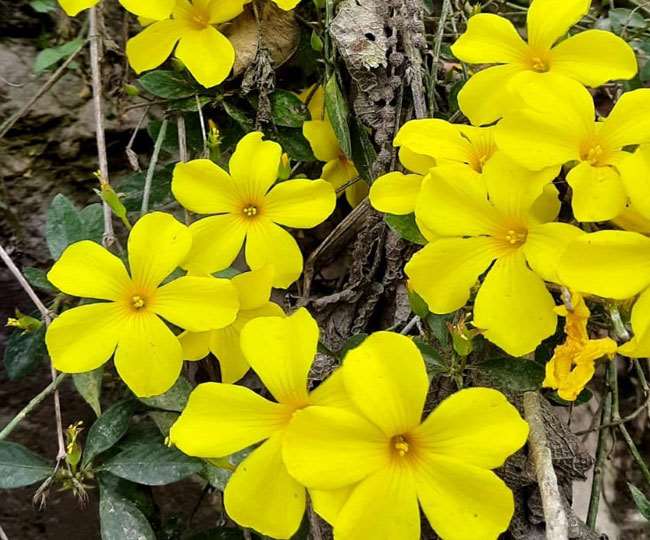 फ्योंली देती है हर परिस्थिति में मुस्कुराने का संदेश, इसके खिलने से ...