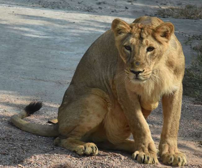 राजगीर में खुल गया उत्तर भारत का पहला जू-सफारी; बाघ, शेर, भालू, तेंदुआ ...