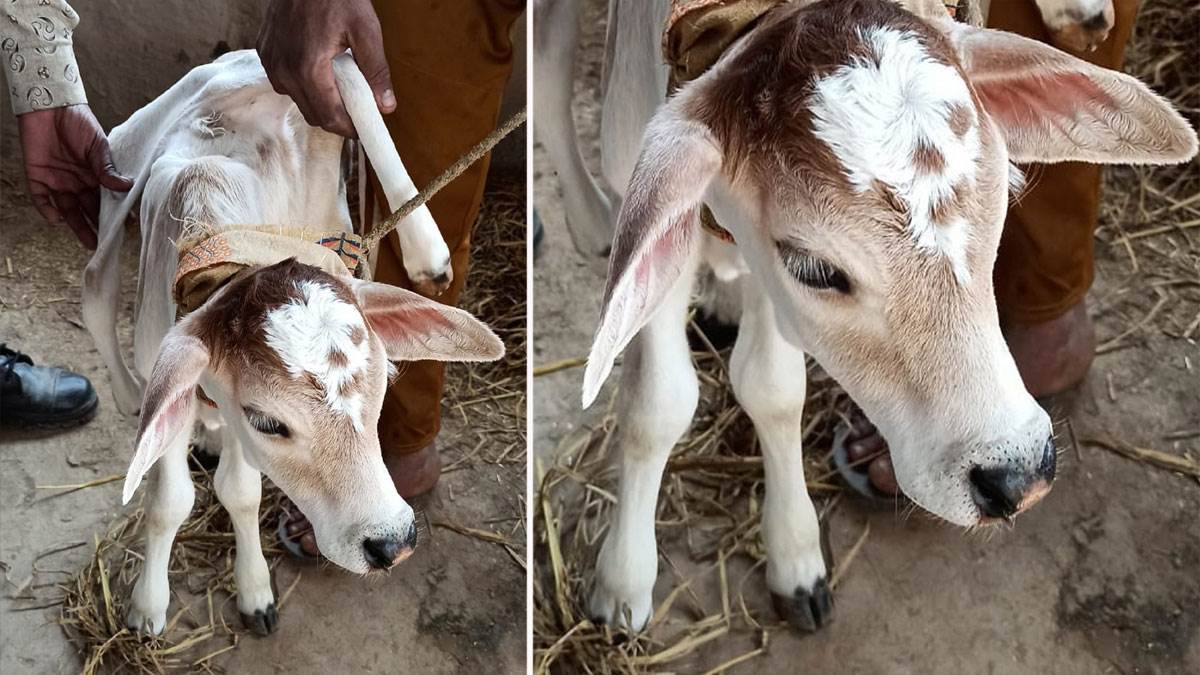 Uttarakhand: जंगल में गाय ने जन्मा विचित्र बछड़ा, जिसके हैं छह पैर और ...