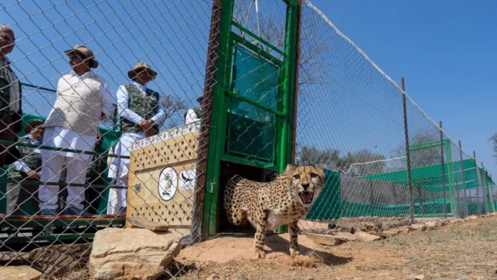 Project Cheetah: MP के कूनो नेशनल पार्क में आए 12 चीते, PM बोले- भारत ...