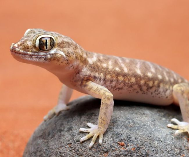 Swapna Shastra: सपने में छिपकली देखना शुभ या अशुभ? मिलते हैं ये संकेत ...