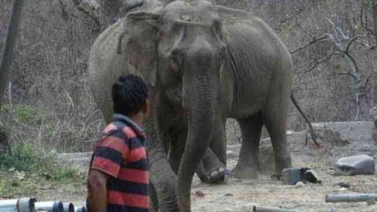 Assam: हर साल मानव-पशु संघर्ष में जाती है 80 हाथियों और 70 इंसानों की ...