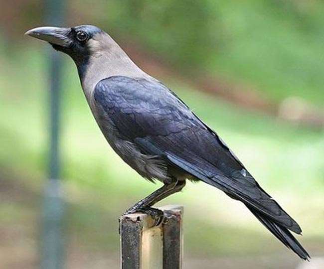 Bihar News: यहां शुभ-अशुभ की पहले ही सूचना दे देते हैं कौए, पहरेदारी ...