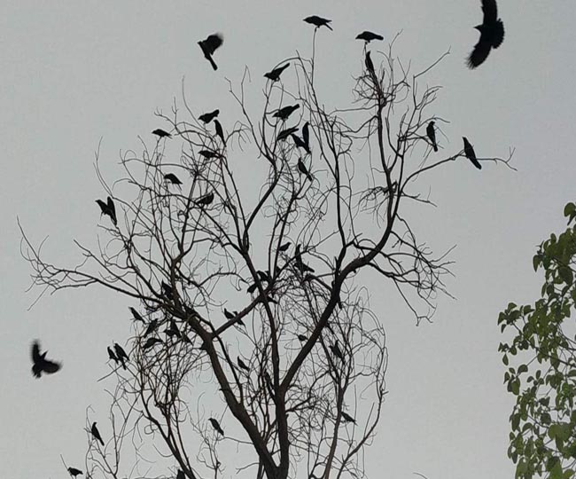 Bihar News: यहां शुभ-अशुभ की पहले ही सूचना दे देते हैं कौए, पहरेदारी ...