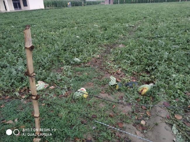 10 एमएम बरसा पानी, जायद की फसल को नुकसान - 10 mm rain water, damage to ...