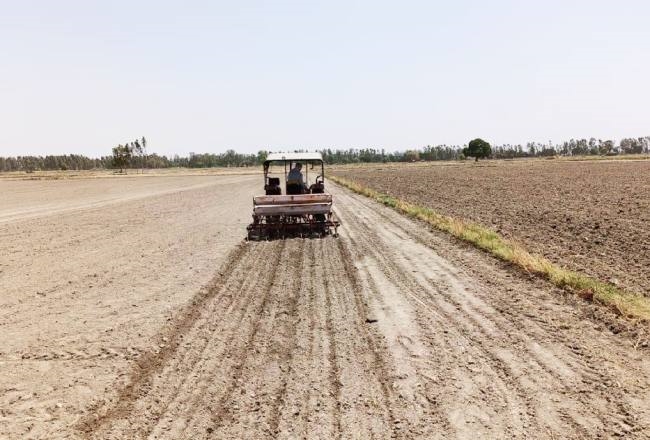 कामगारों के अभाव में किसानों का धान की सीधी बिजाई के प्रति रुझान बढ़ा ...