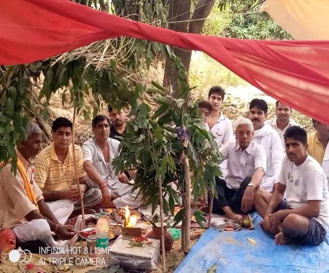Marriage of Trees: वैदिक रीति से कराया गया आम का जामुन से विवाह, इसके ...