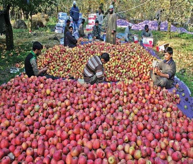 Kashmir Apple Growers: स्कैब नहीं, ब्लैकनिंग व आल्टरनेरिया बीमारी झेल ...