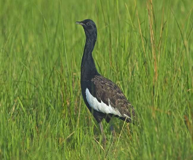मध्य प्रदेश में दिखाई दे रहे दुर्लभ पक्षी खरमोर के नौ जोड़े, जानें उनकी ...