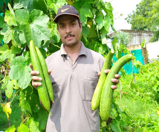 बिना बीज का नेनुआ वजन सवा किलो उत्पाद को ब्रांड बनाने पर जोर Gorakhpur ...