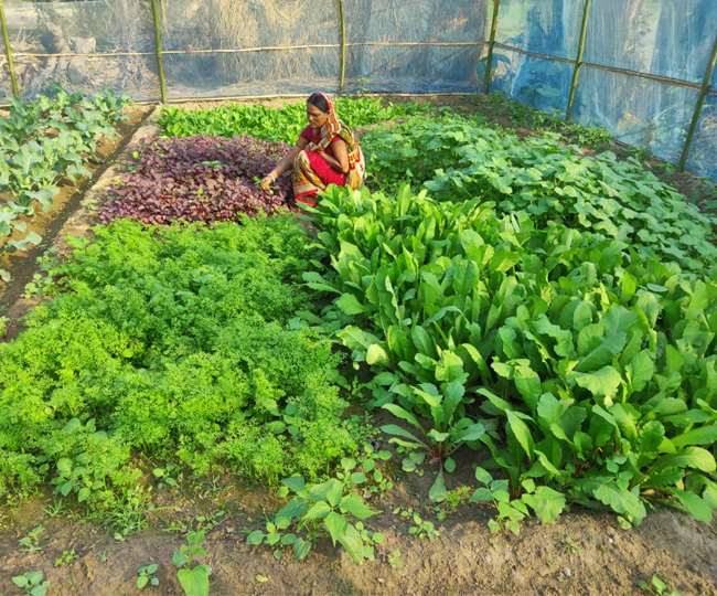 अपनी क्यारी अपनी थाली : अब हर घर में इम्यूनिटी की हरियाली, लगेगी पोषण ...