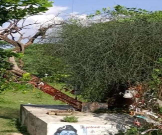 ...ताकि मिटने न पाए करील वृक्ष की पहचान, प्रतापगढ़ में रामायण काल के ...