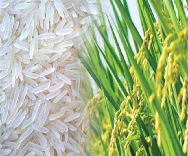 Jammu Farmers: ऐसे करें किसान बासमती की जैविक खेती, गुणवत्ता भी बढ़ेगी ...