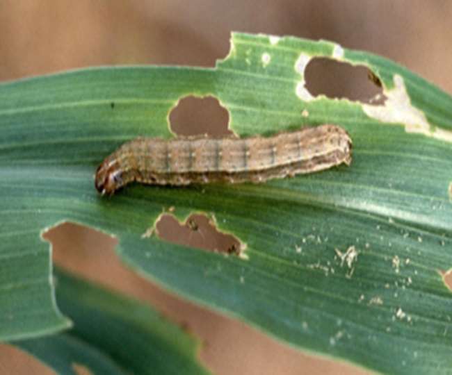Fall Army Worm: किसान परेशान, आफत नहीं छोड़ रही पीछा, अब बाजरा पर लगा ...