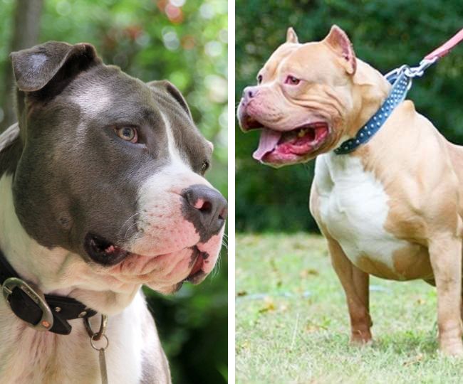 Pit Bull History: खूनी खेलों से जुड़ा है बच्चों के दुश्मन पिटबुल का ...