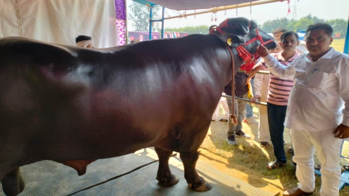 Meerut: ये भैंसा दस करोड़ का क्‍यों ? ‘गोलू-टू’ को देखकर केंद्रीय ...