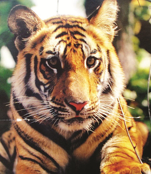 कार्बेट में दिसंबर से होगी बाघों की गणना - Tiger counting will be from ...