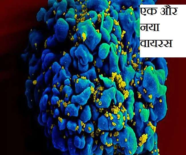 Chapare Virus: वैज्ञानिकों ने खोजा एक नया वायरस जो लोगों में आसानी से ...