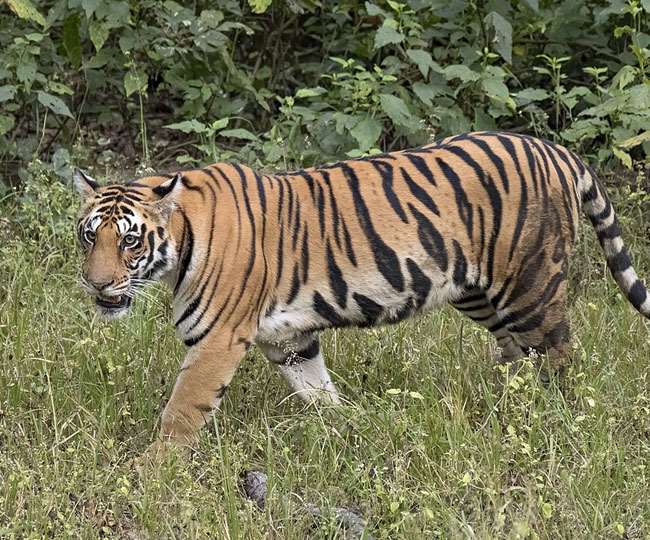 चिड़ियाघर में 15 साल के बंगाल टाइगर की मौत, पर्यटकों को खलेगी बी-2 की ...