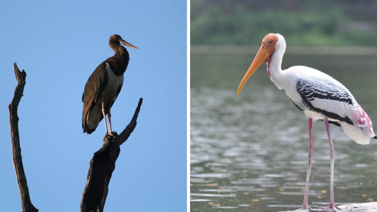 Black Stork Bird: मेरठ में पहली बार दिखा संकटग्रस्त प्रजाति का खूबसूरत ...