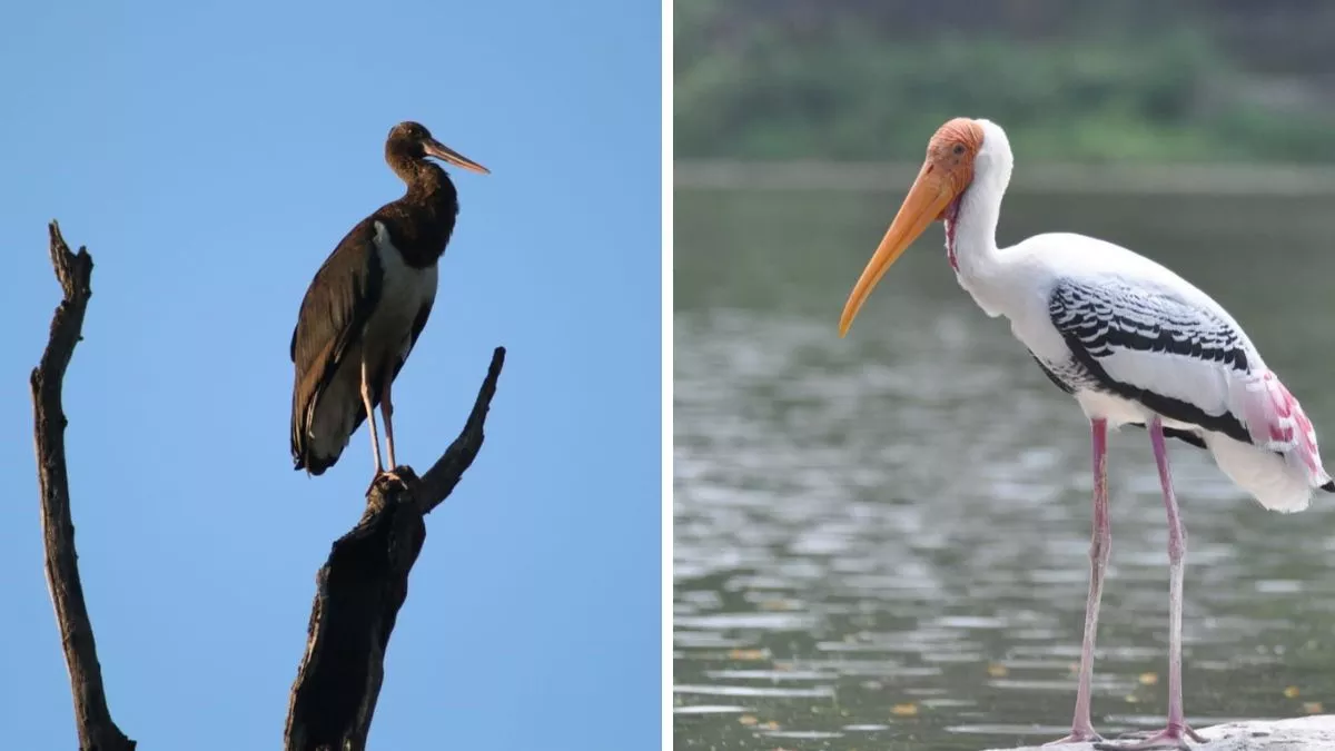 Black Stork Bird: मेरठ में पहली बार दिखा संकटग्रस्त प्रजाति का खूबसूरत ...
