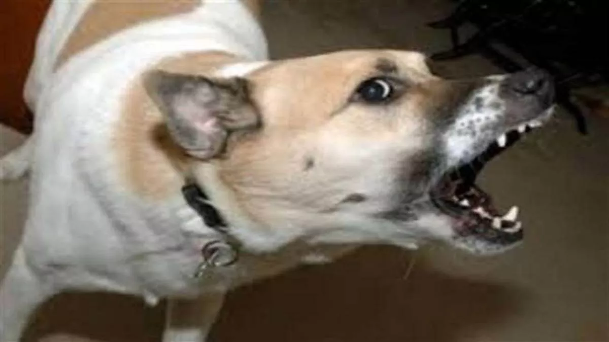 Dog Policy: नोएडा में अगले साल से बदलेगी डाग पालिसी, घटना होने पर मालिक ... Dog Policy: नोएडा में अगले साल से बदलेगी डाग पालिसी, घटना होने पर मालिक ...