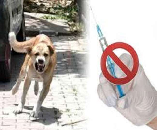 कुत्तों के विष की बढ़ रही मारक क्षमता, सिर्फ एंटी रेबीज इंजेक्शन लेकर ...