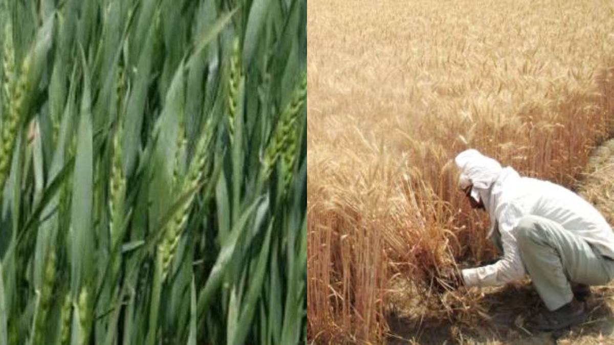 National Crop Forecast Center: गेहूं पर गरमी का कहर, निगरानी को सरकार ...