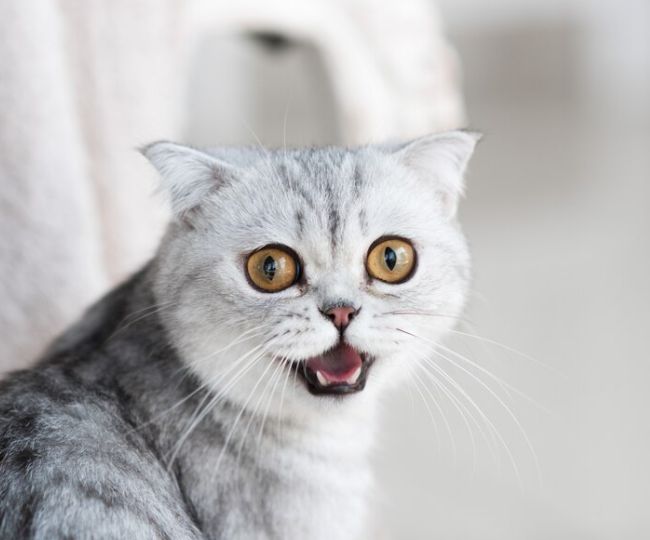 Crying Cat Means: बिल्ली का रोना शुभ होता है या अशुभ? मिलते हैं ये ...