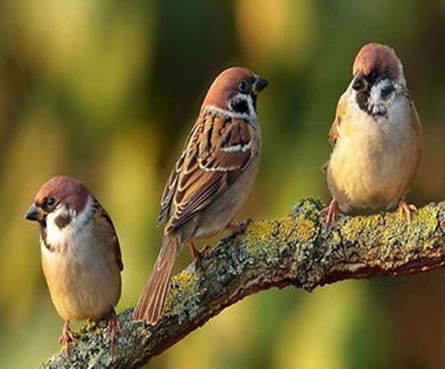 कंकरीट के जंगल और सीमेंट के घरों ने उजाड़ दिया गौरेया का आसियाना ...